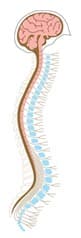 Curves Matter: Essential Arches Eliminate Pain in the Neck and Lower ...